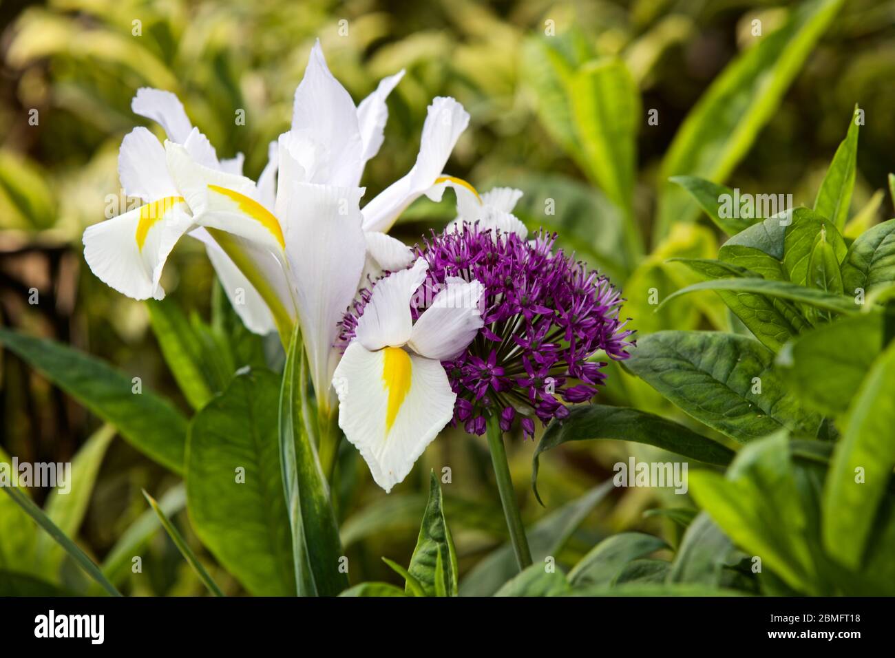 Persian iris hi-res stock photography and images - Alamy