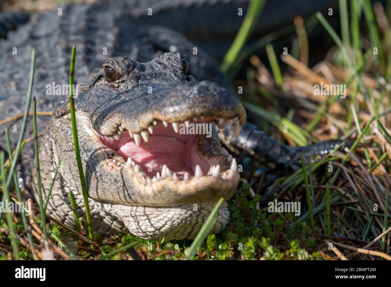 American alligator land hi-res stock photography and images - Alamy