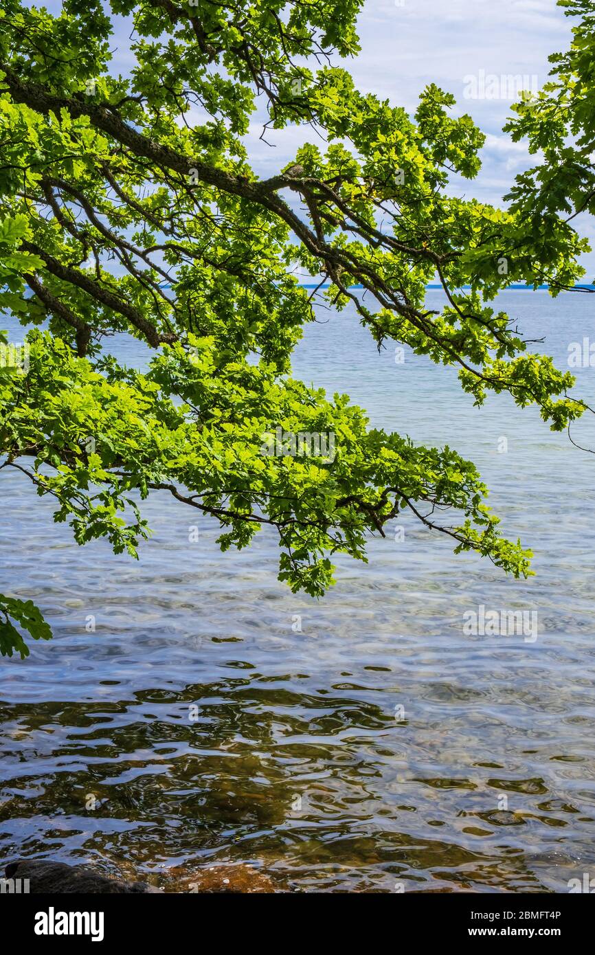 Tree Branch Hanging Over Lake High Resolution Stock Photography and ...