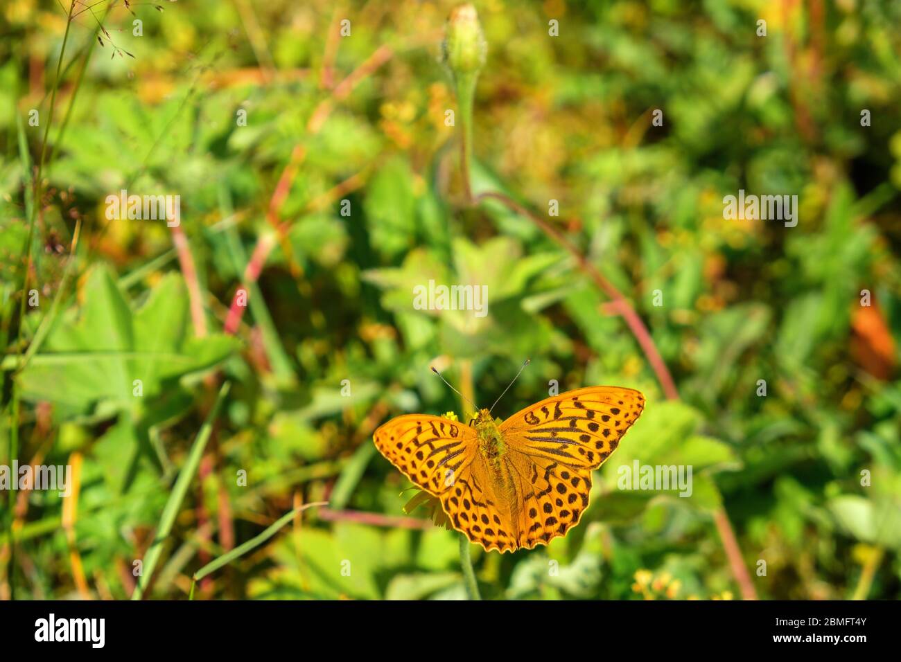 Butterflies upperside fritillary hi-res stock photography and images ...