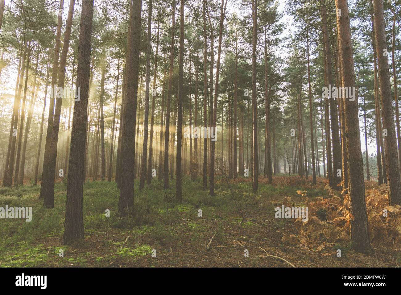 Sun beams shining through forest trees Stock Photo - Alamy