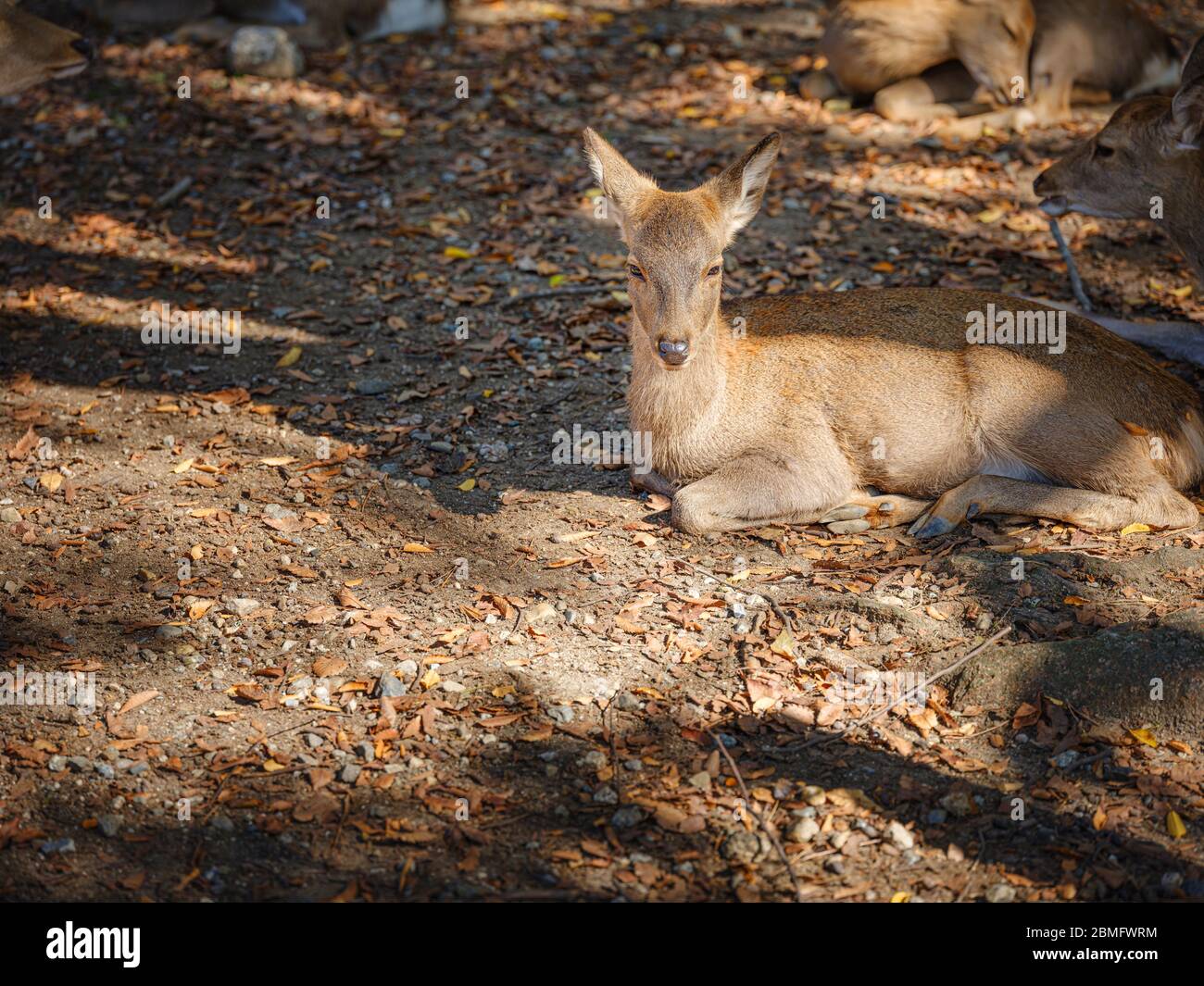 Nara deer in wild at the Nara park in Japan Stock Photo - Alamy
