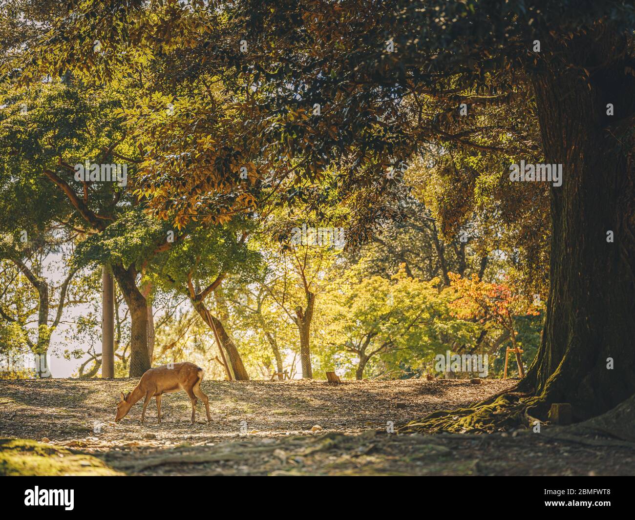 Nara deer in wild at the Nara park in Japan Stock Photo - Alamy