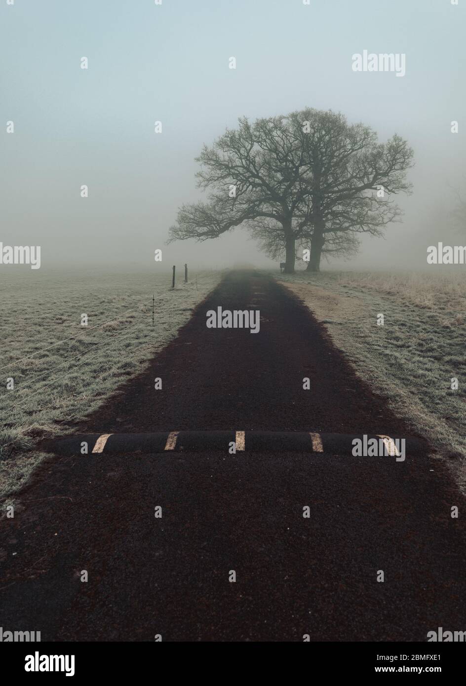 A single tree and road in a foggy outdoor scene Stock Photo - Alamy