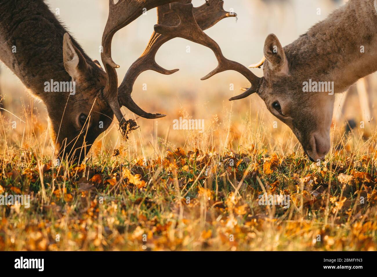 Grass eating animals hi-res stock photography and images - Alamy