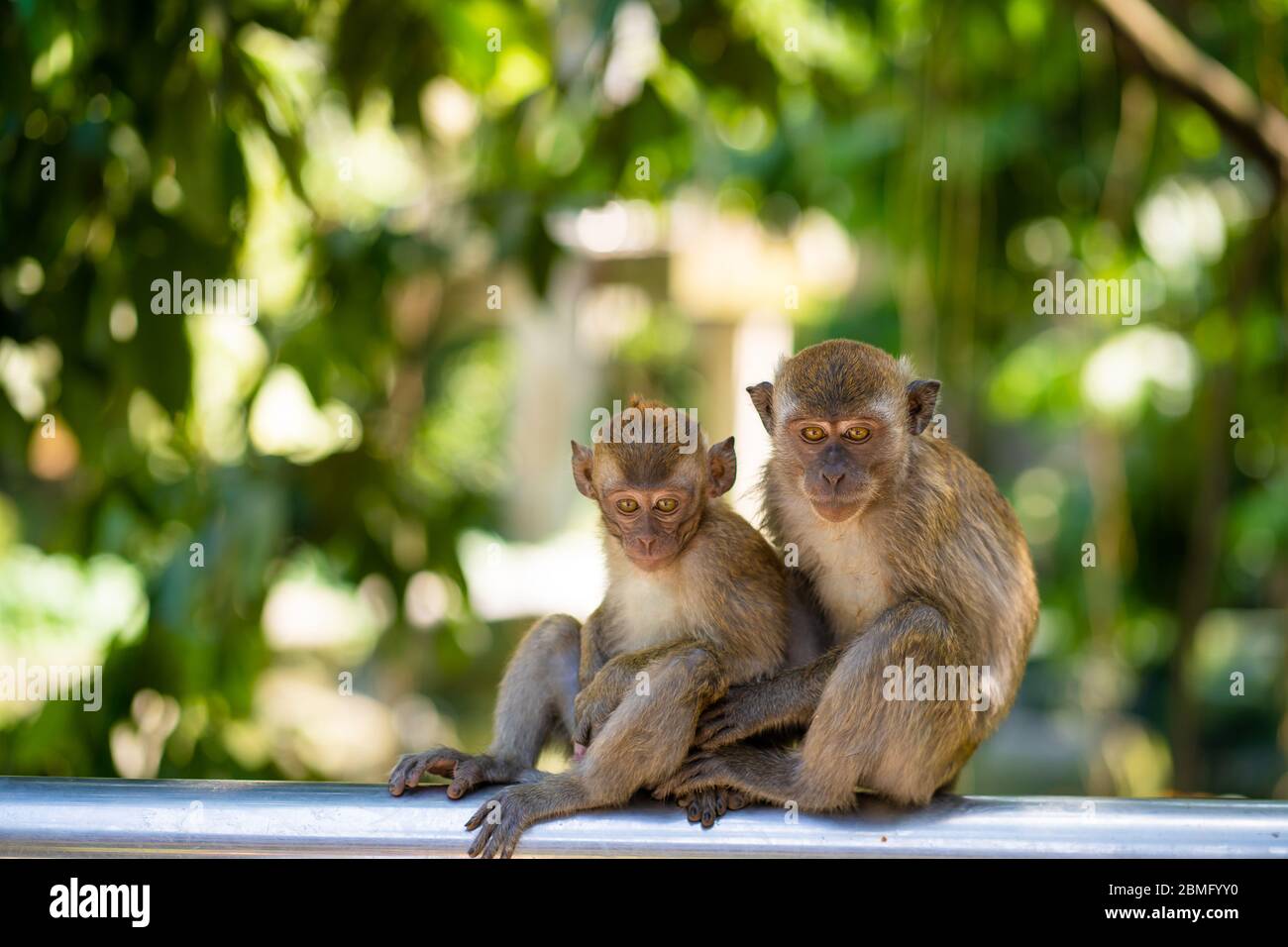 Two little monkeys hug while sitting on a fence Stock Photo - Alamy