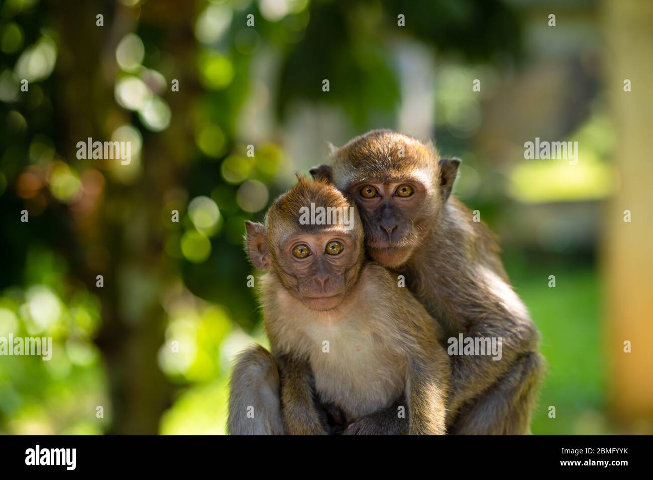 Two Monkeys Hugging