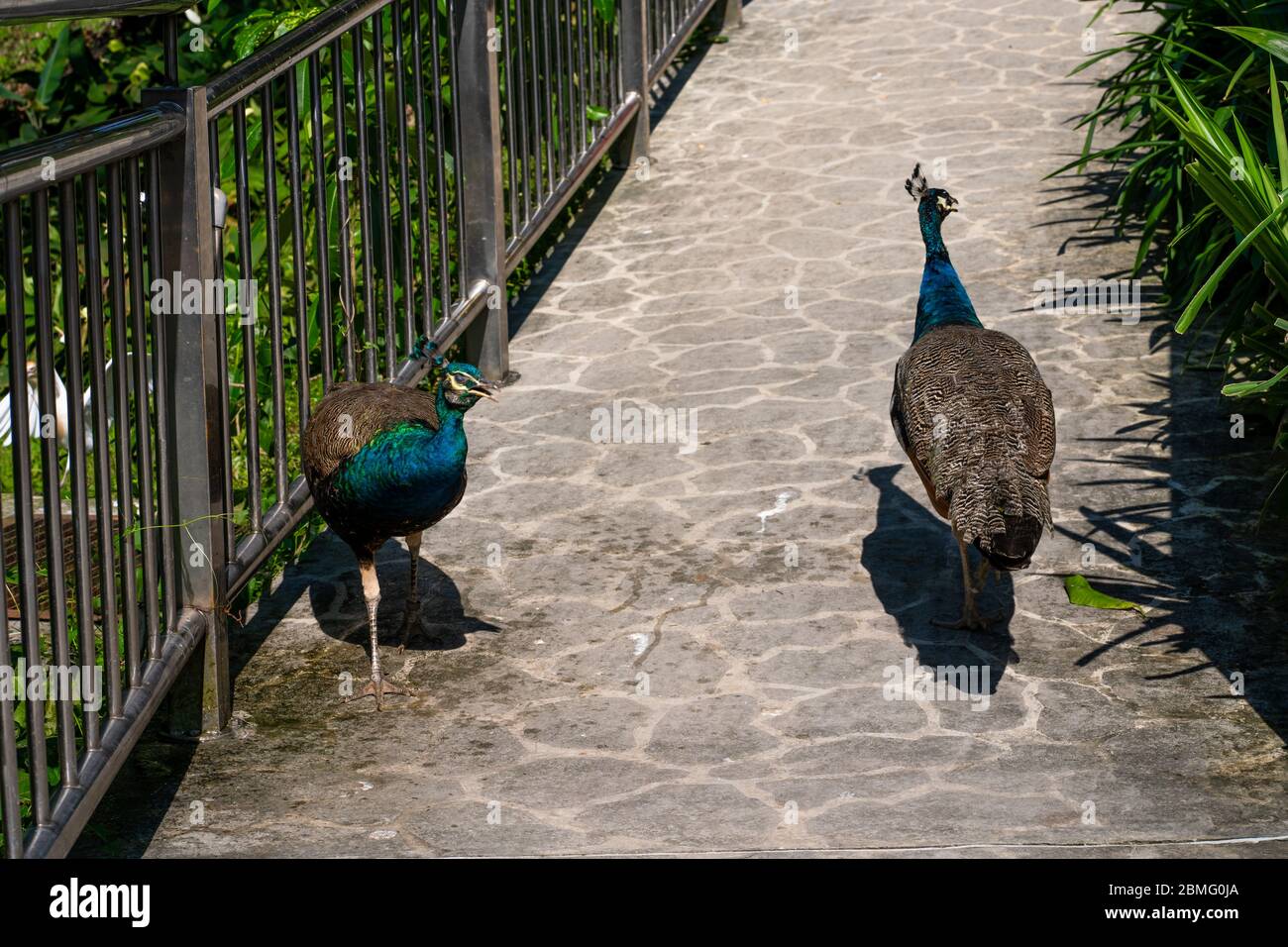 Close-up, a pair of peacocks walk along the park road Stock Photo - Alamy