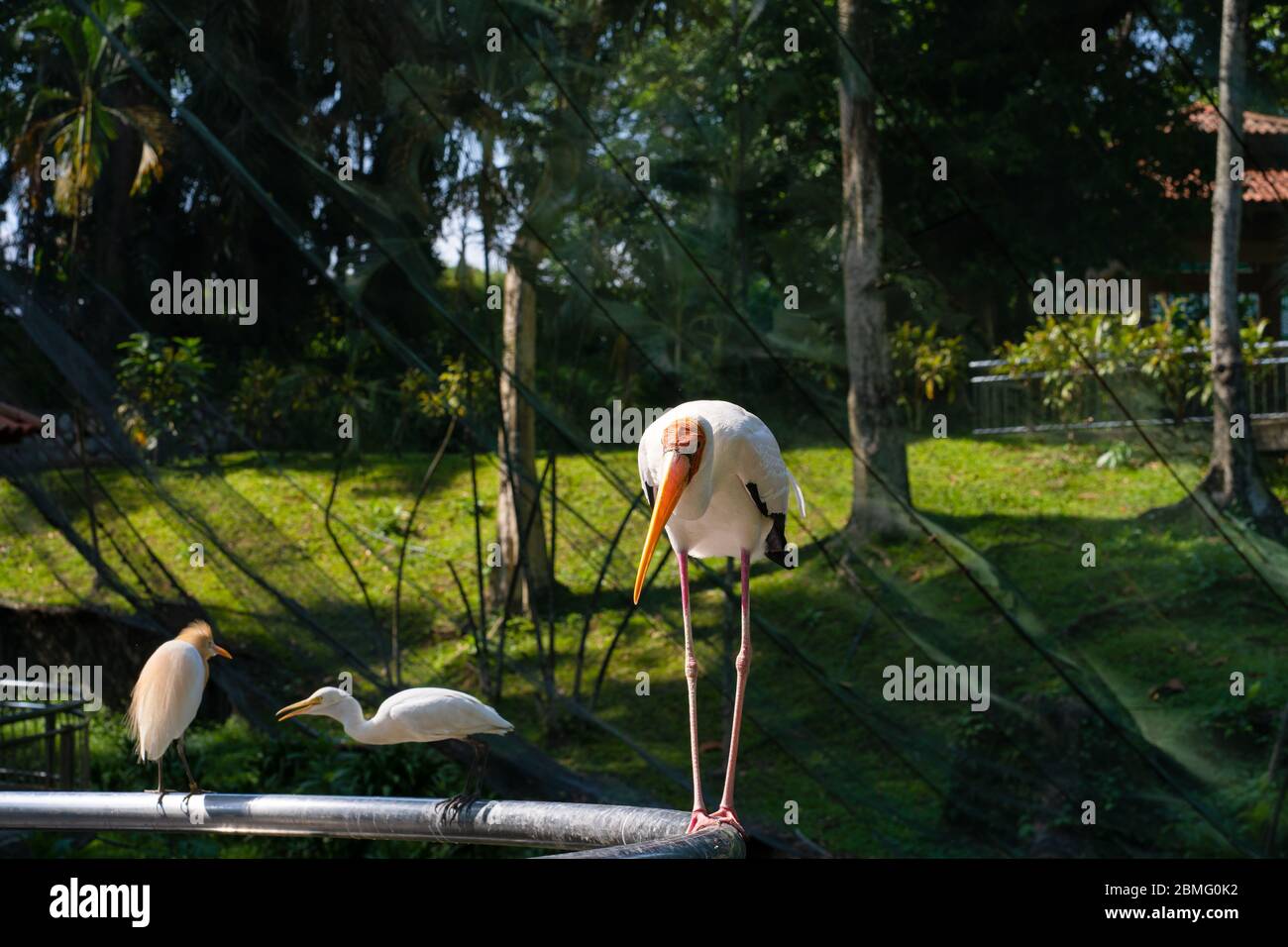 Portrait of milk stork on a fence Stock Photo - Alamy