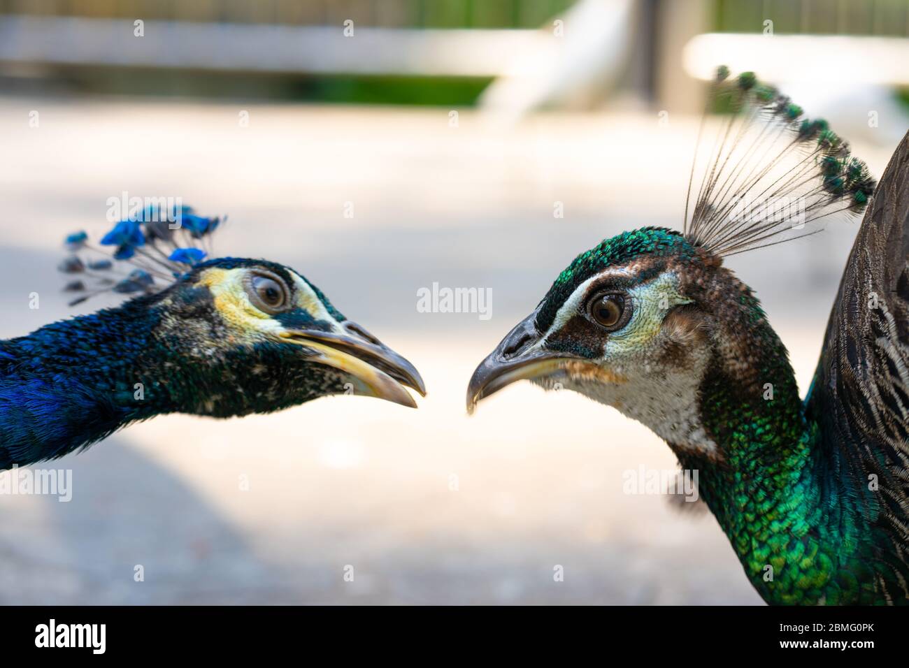 Close-up, a pair of peacocks male and female. Look at each other Stock ...