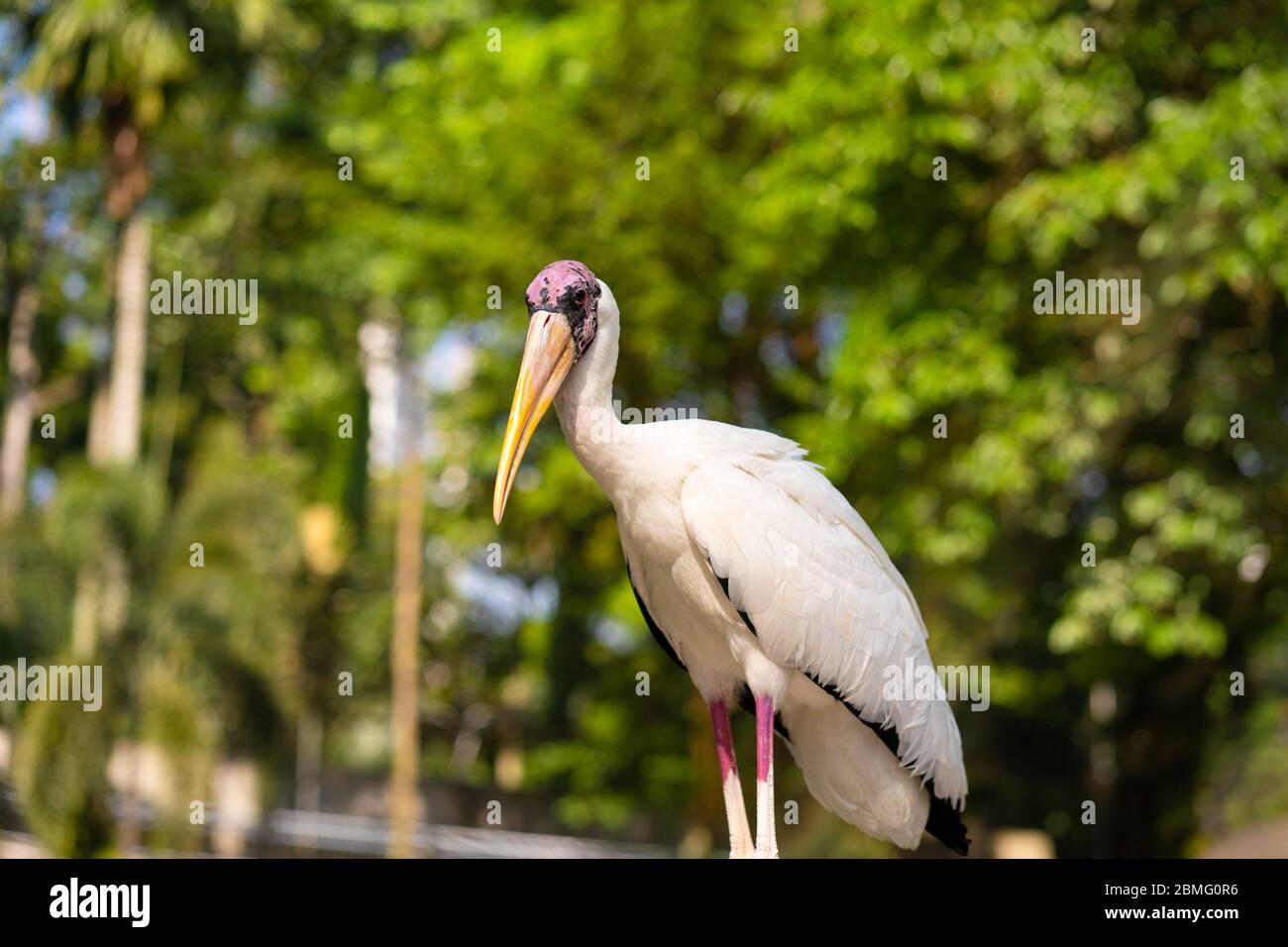 Portrait of milk stork on a fence Stock Photo - Alamy