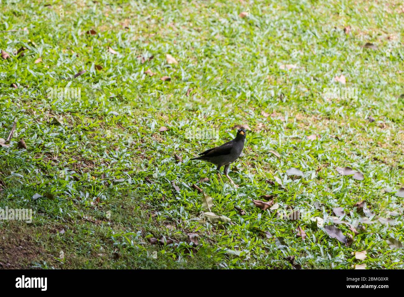 Fury birds hi-res stock photography and images - Alamy