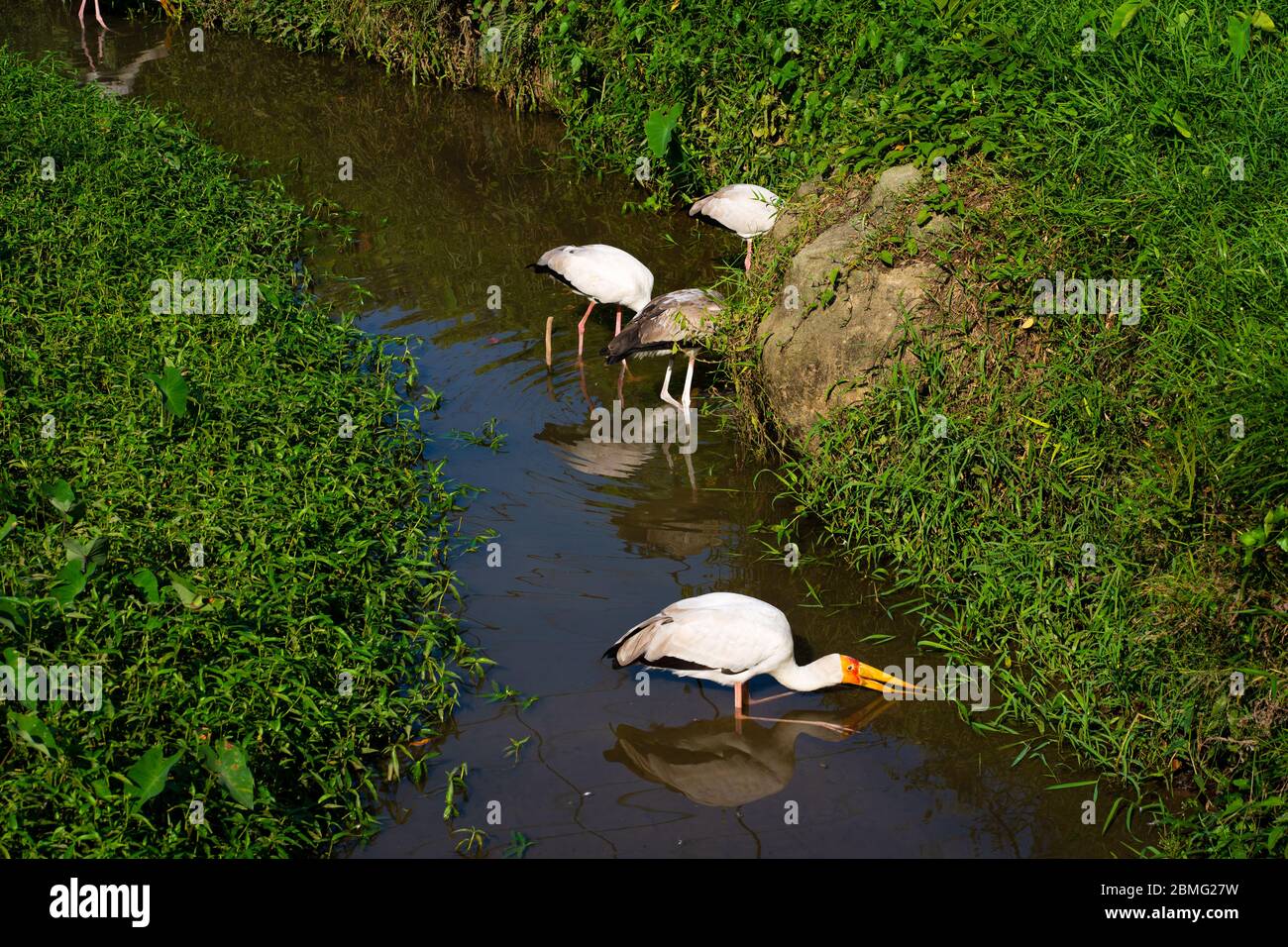 A flock of milk stork is hunting in a pond. Looking for fish Stock ...