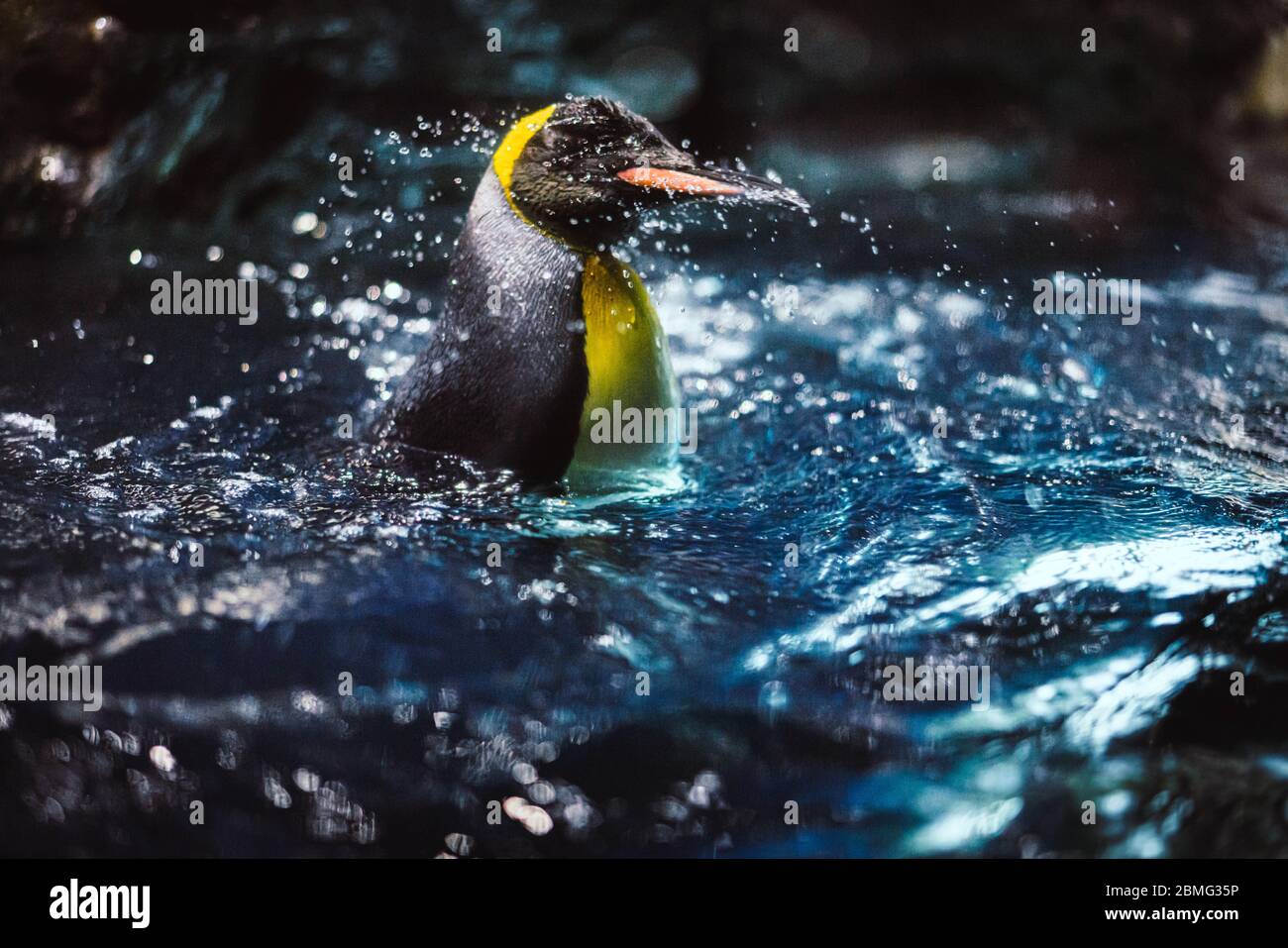King penguin enjoy to swimming with splash Stock Photo - Alamy