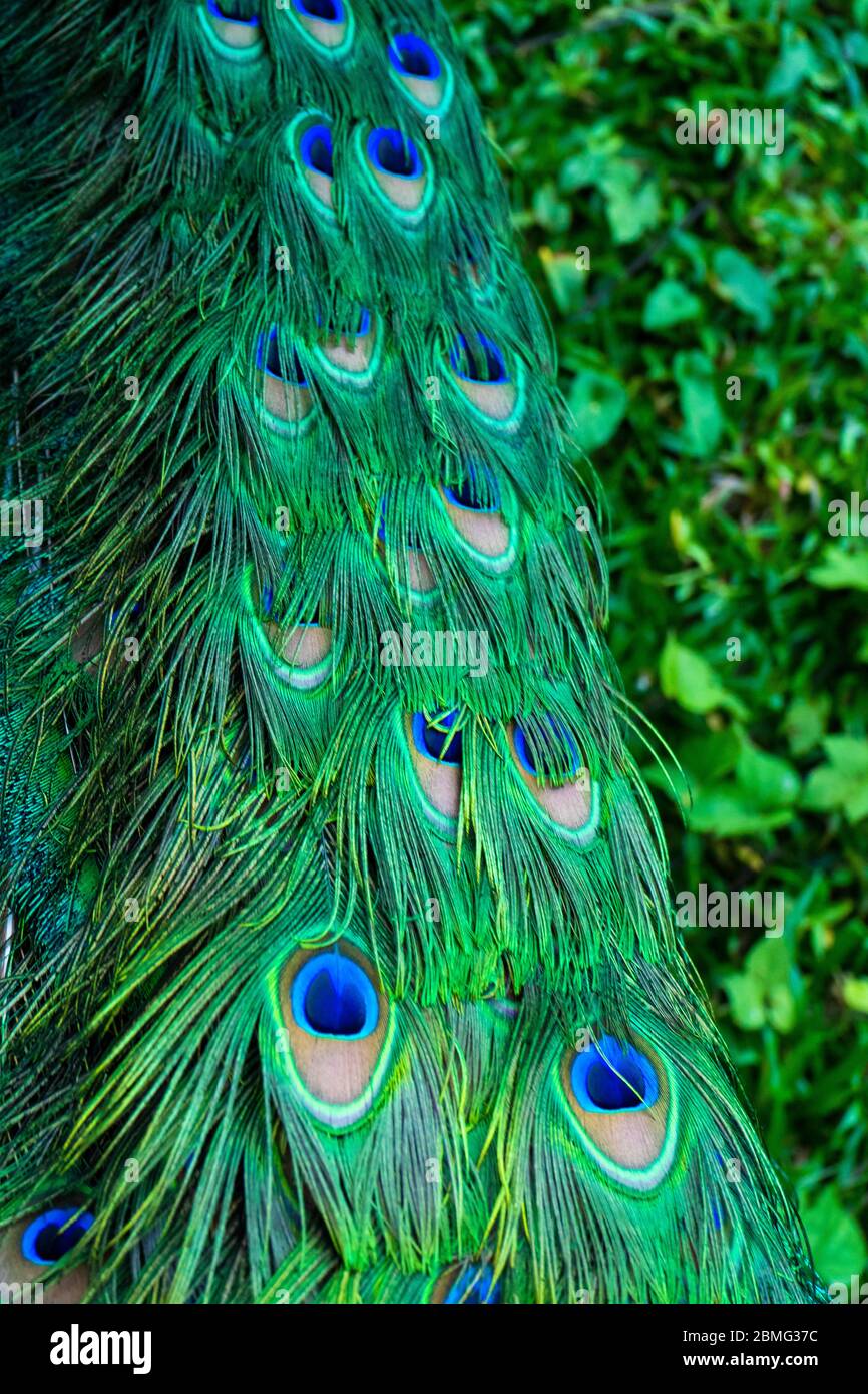 Peacock colors hi-res stock photography and images - Alamy