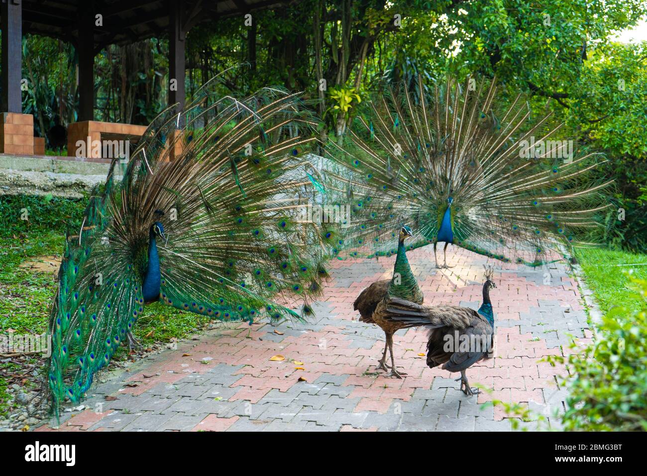 A pair of peacocks fluffy tails flirting to the females in the park ...