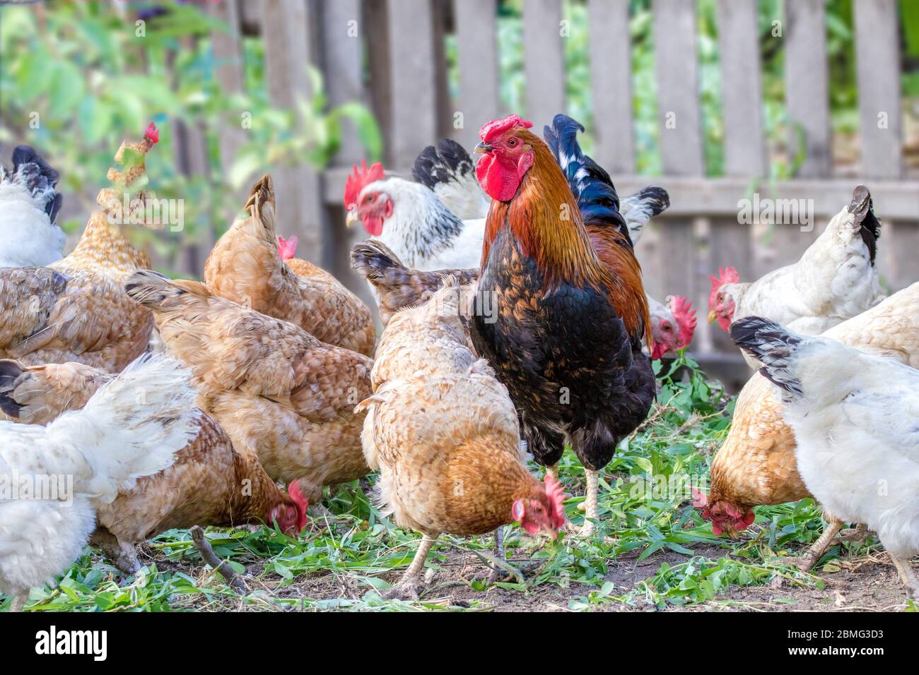 Rooster and hen hi-res stock photography and images - Alamy