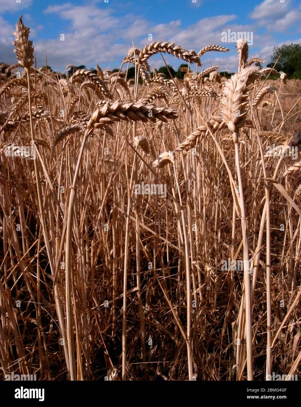 AJAXNETPHOTO. SOUTHAMPTON, ENGLAND. - GOLDEN COLOURED WHEAT AWAITS ...