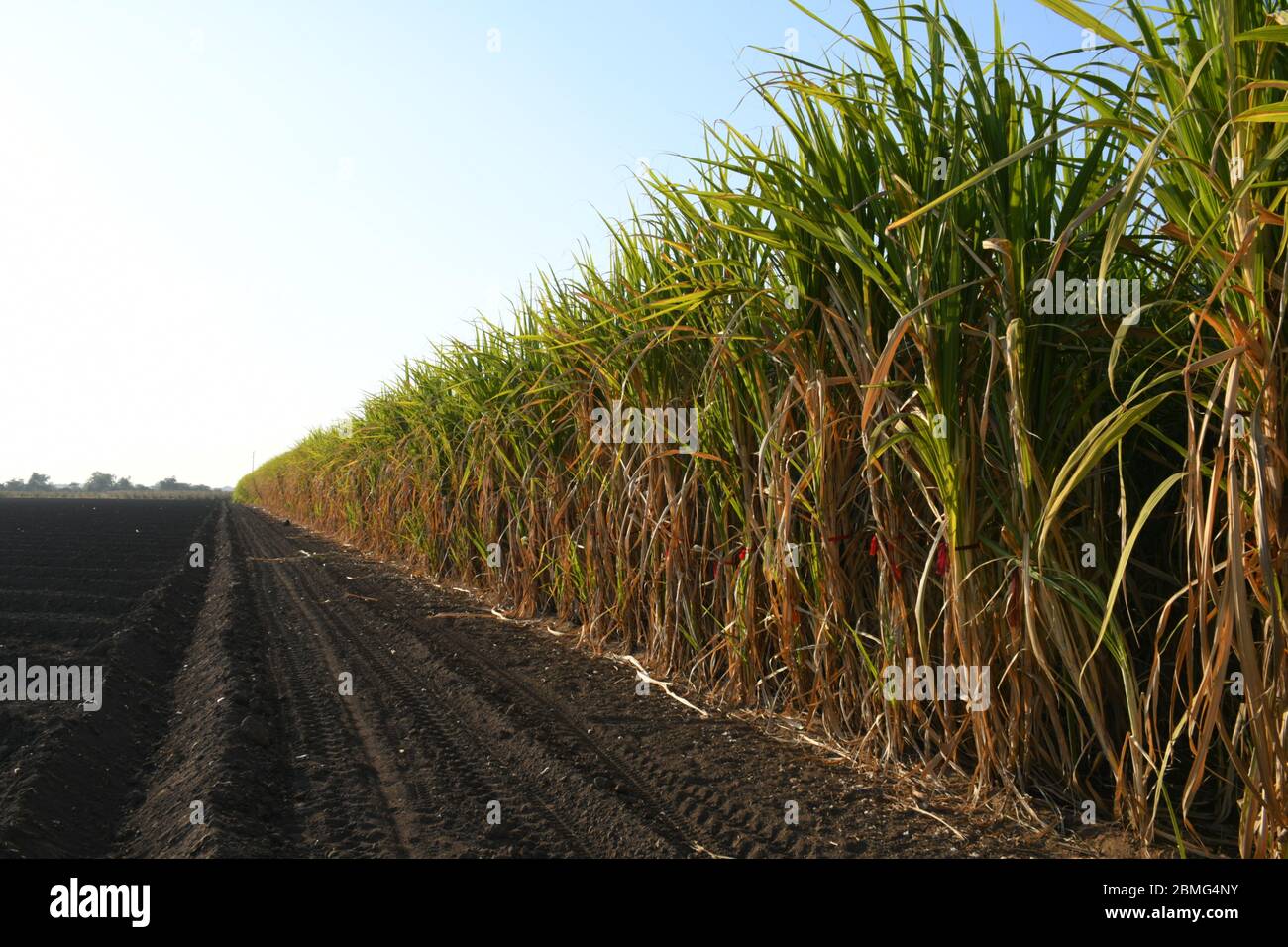 Sugarcane Farm of Gujarat, India, agriculture, Sugarcane farming Stock ...