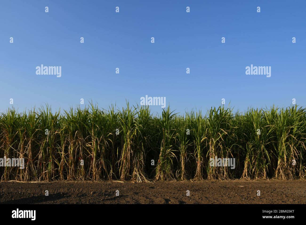 Sugarcane Farm of Gujarat, India, agriculture, Sugarcane farming Stock ...
