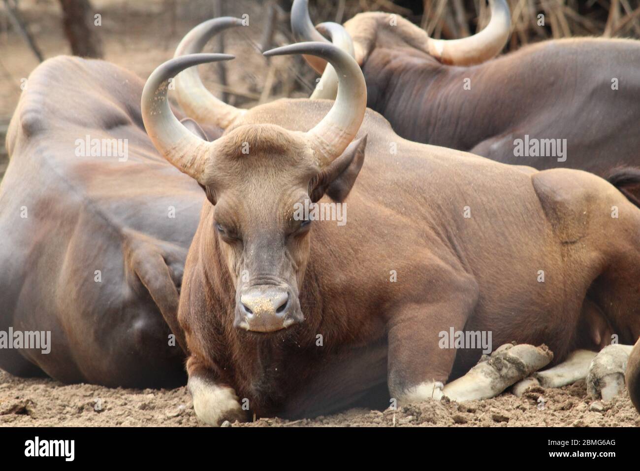 BULLS - Symbol of strength Stock Photo - Alamy