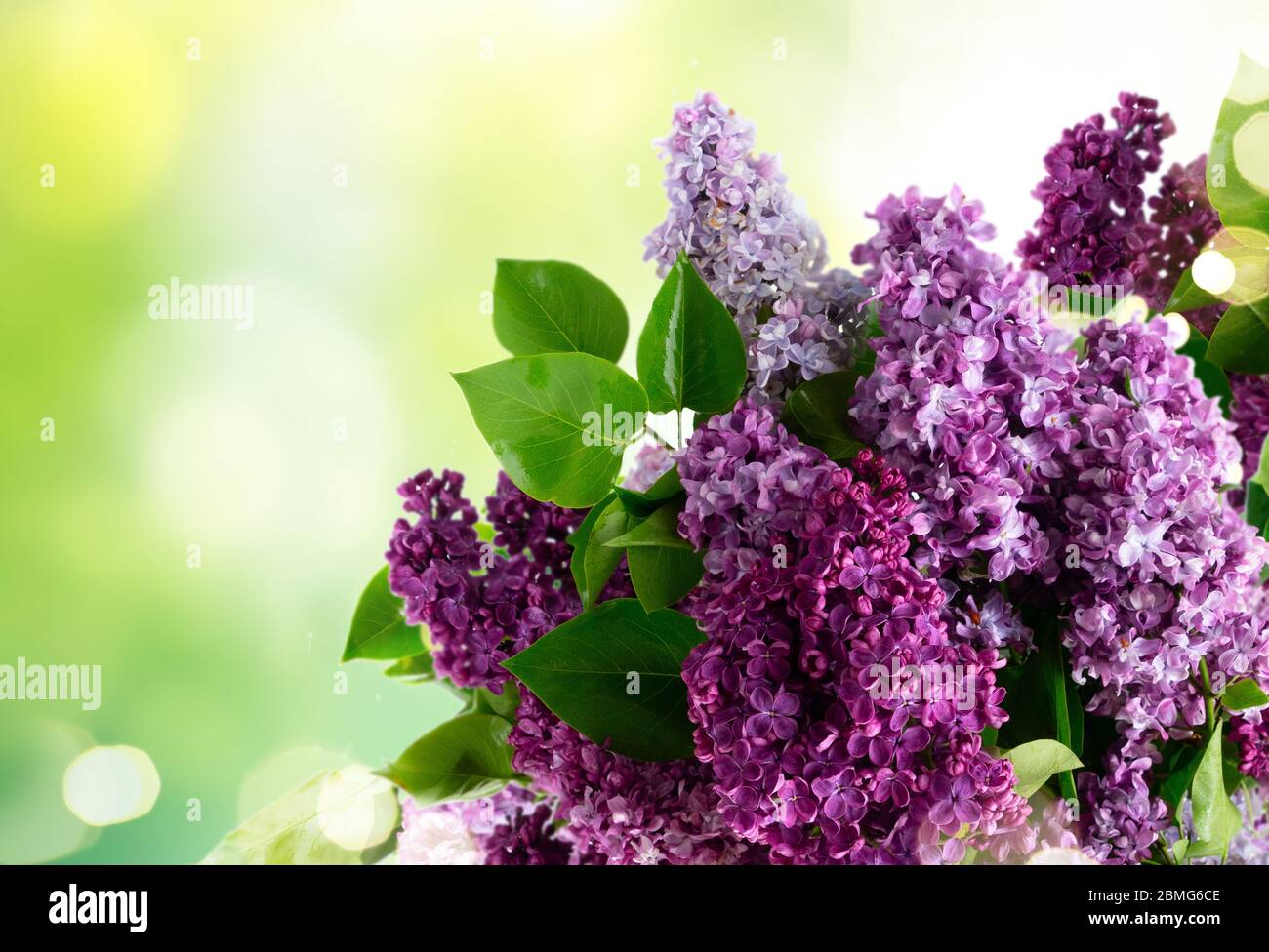 Fresh lilac flowers Stock Photo - Alamy