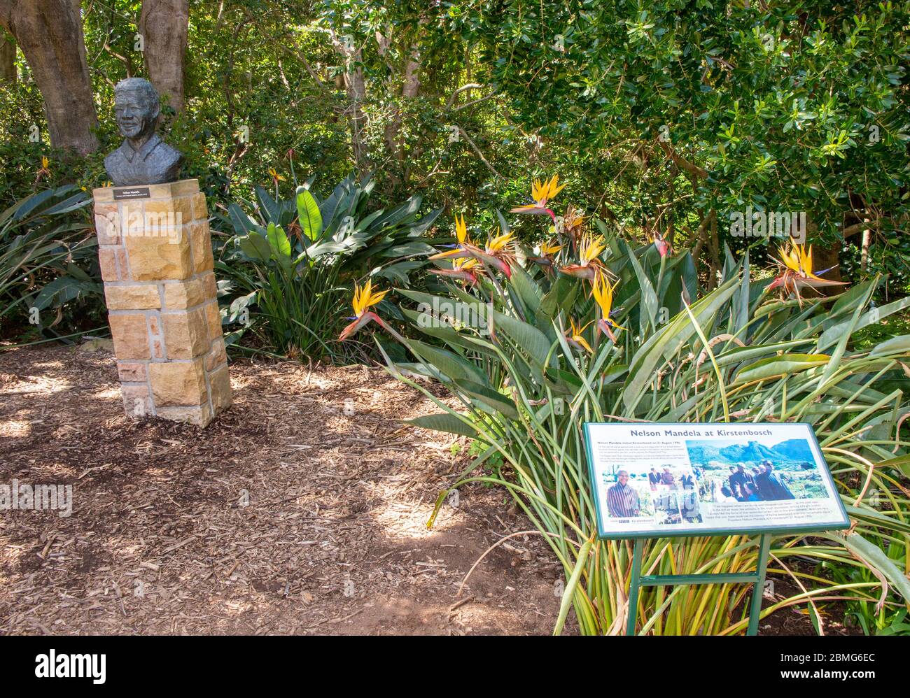 A bust of Nelson Mandela stands beside the pepper-bark tree that Nelson ...