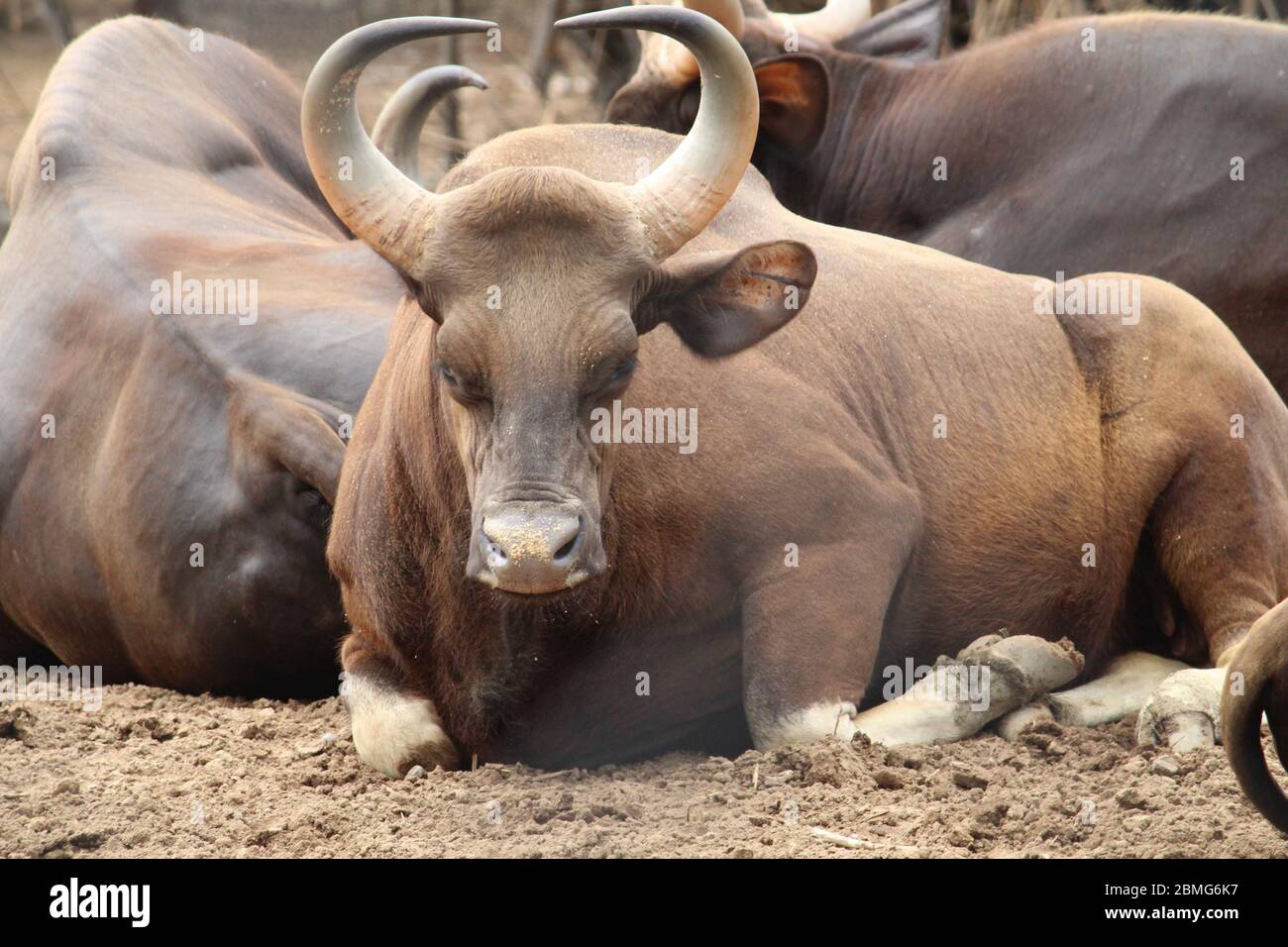 Bull - symbol of strength Stock Photo - Alamy