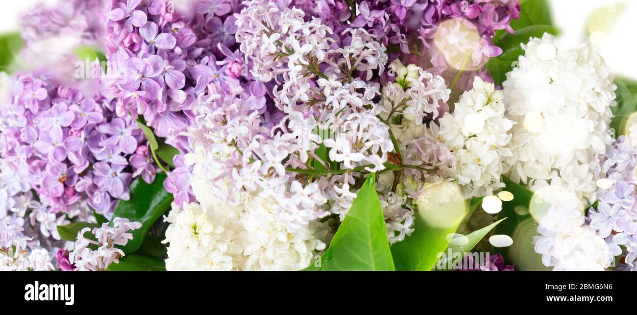 Fresh lilac flowers Stock Photo - Alamy