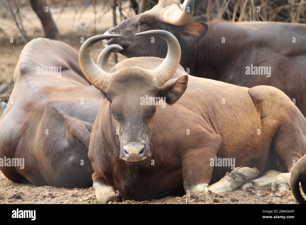 Bull - symbol of power Stock Photo - Alamy