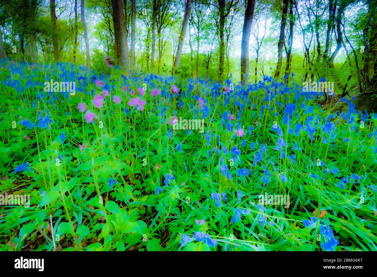 Spring flowers and bluebells in a wood in the morning sun in North ...