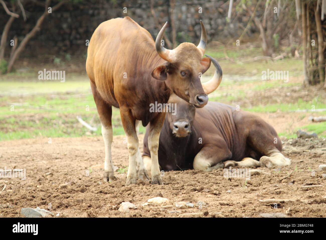 BULL - symbol of strength Stock Photo - Alamy