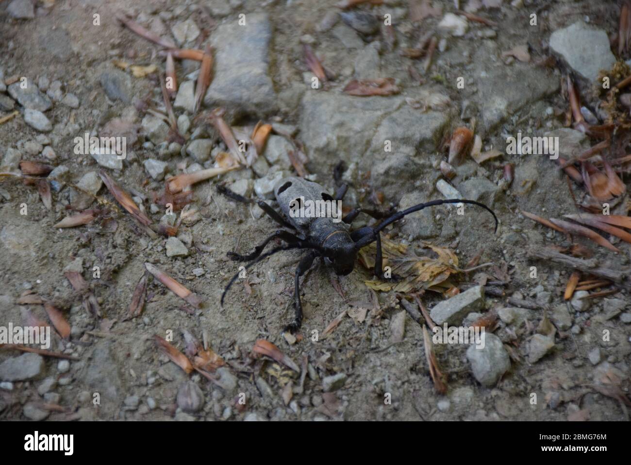 Longhorn Beetles, Cerambycidae Stock Photo - Alamy
