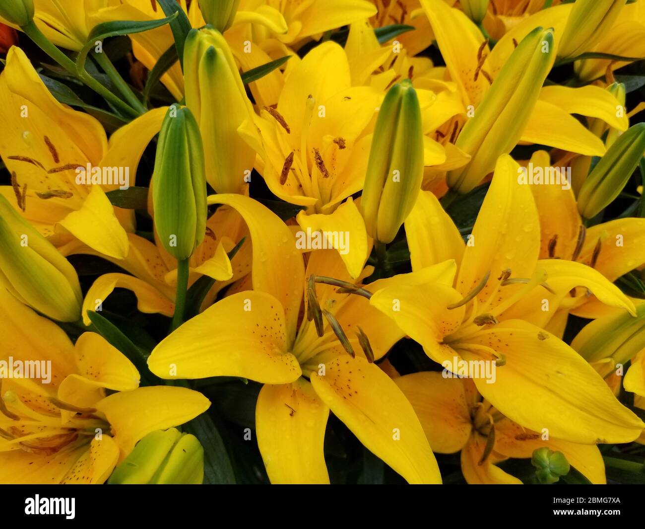 Yellow asiatic lily hi-res stock photography and images - Alamy