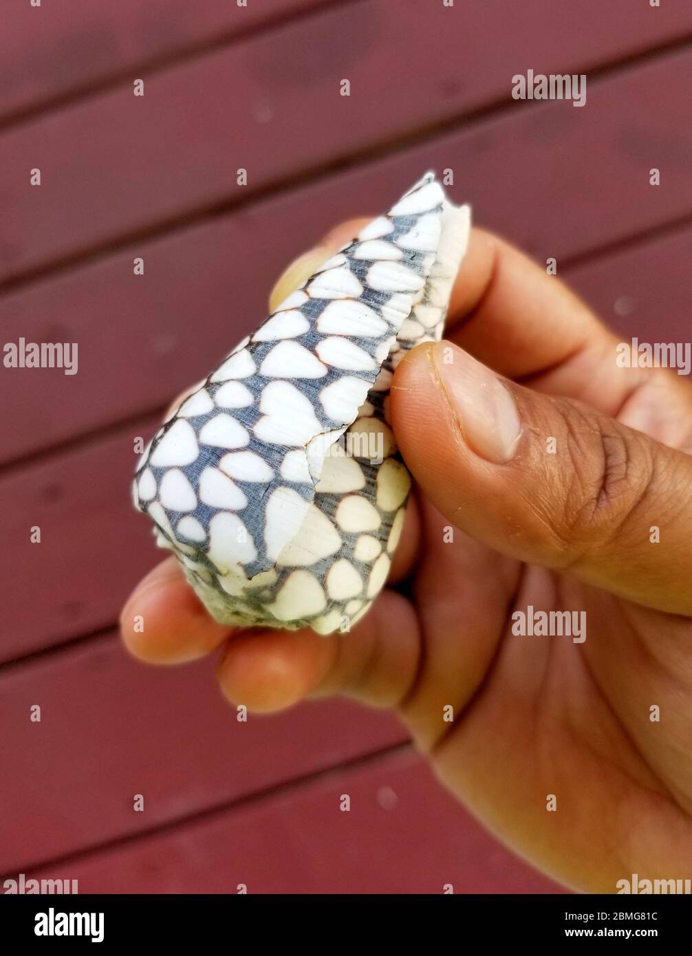 Junonia shell hi-res stock photography and images - Alamy