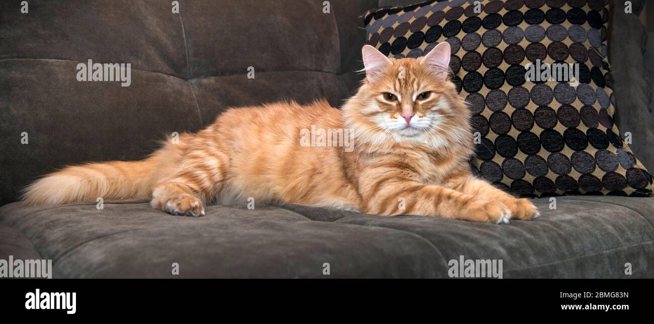 Ginger Siberian cat lounging on a grey velour sofa Stock Photo - Alamy