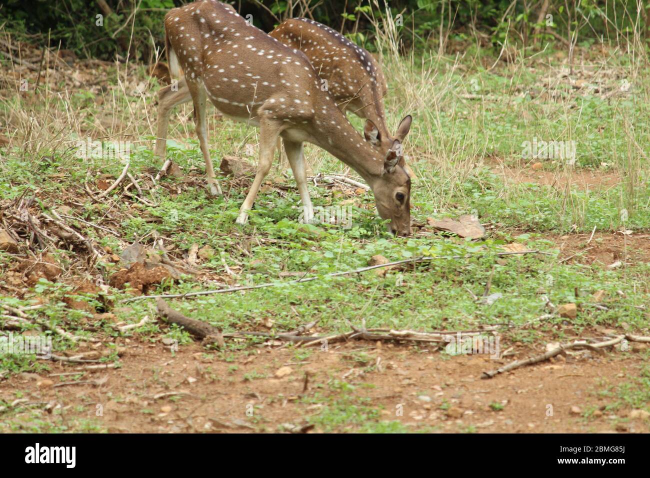 DEER - incredible creatures Stock Photo - Alamy