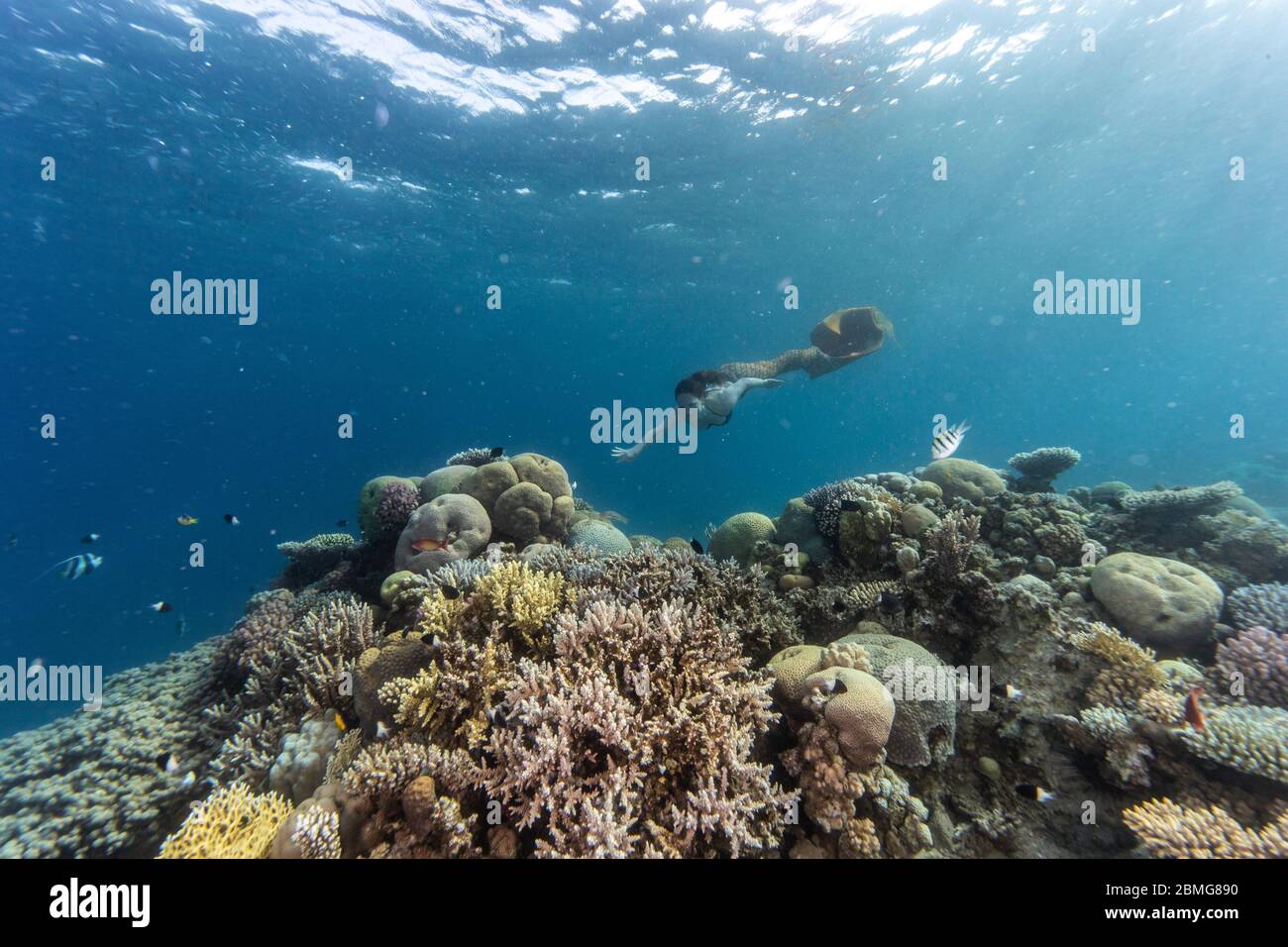 Real Mermaids Tail High Resolution Stock Photography and Images - Alamy