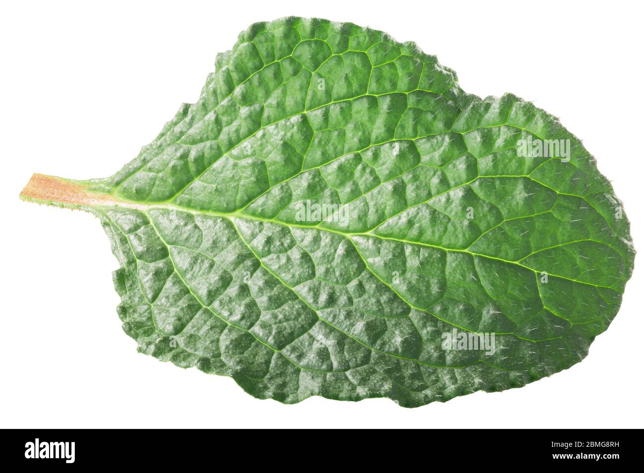 Young leaf of Borage (Borago officinalis), an edible plant, isolated ...