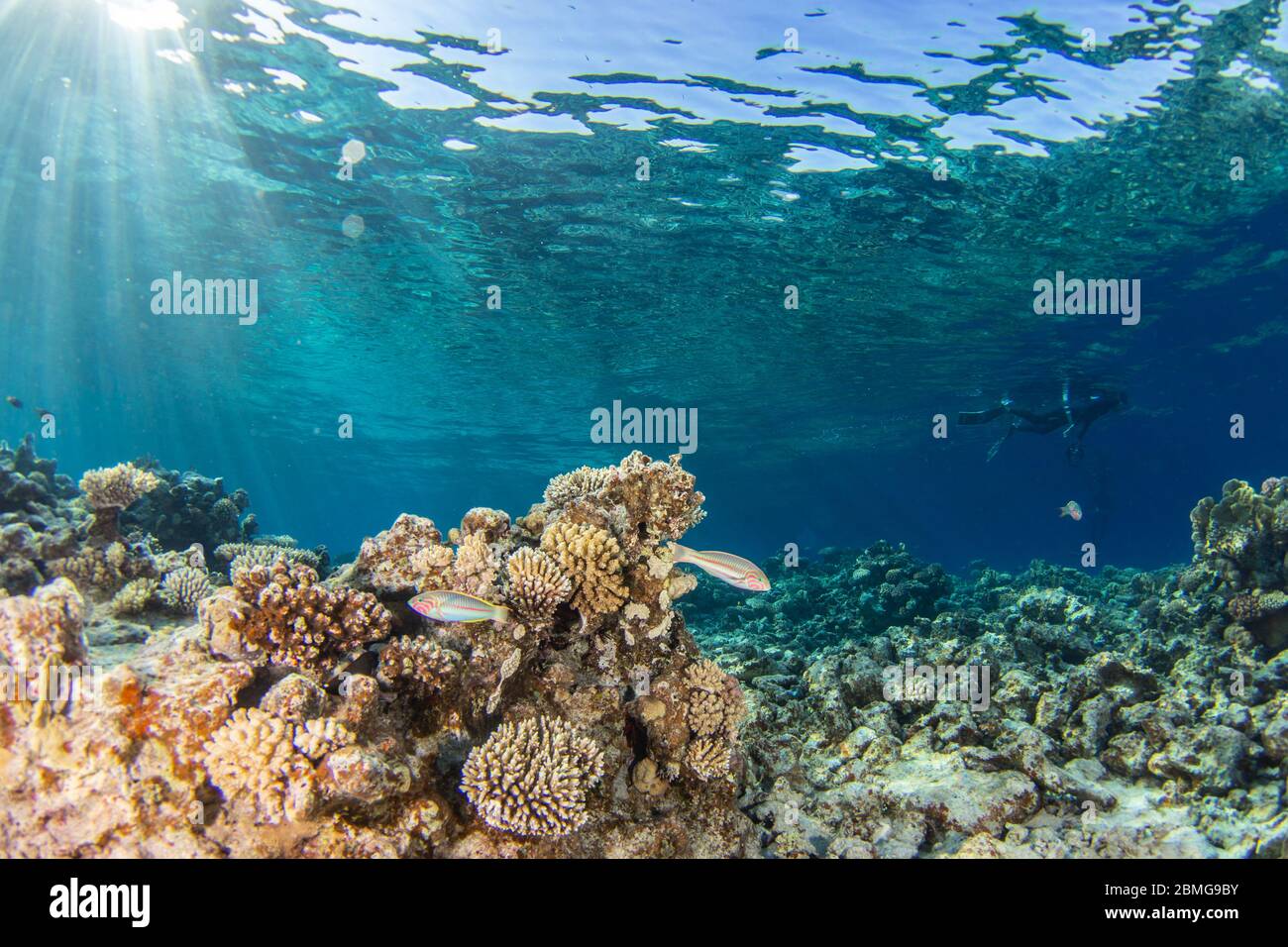 Coral reef formation in the blue water of the Red Sea Stock Photo - Alamy