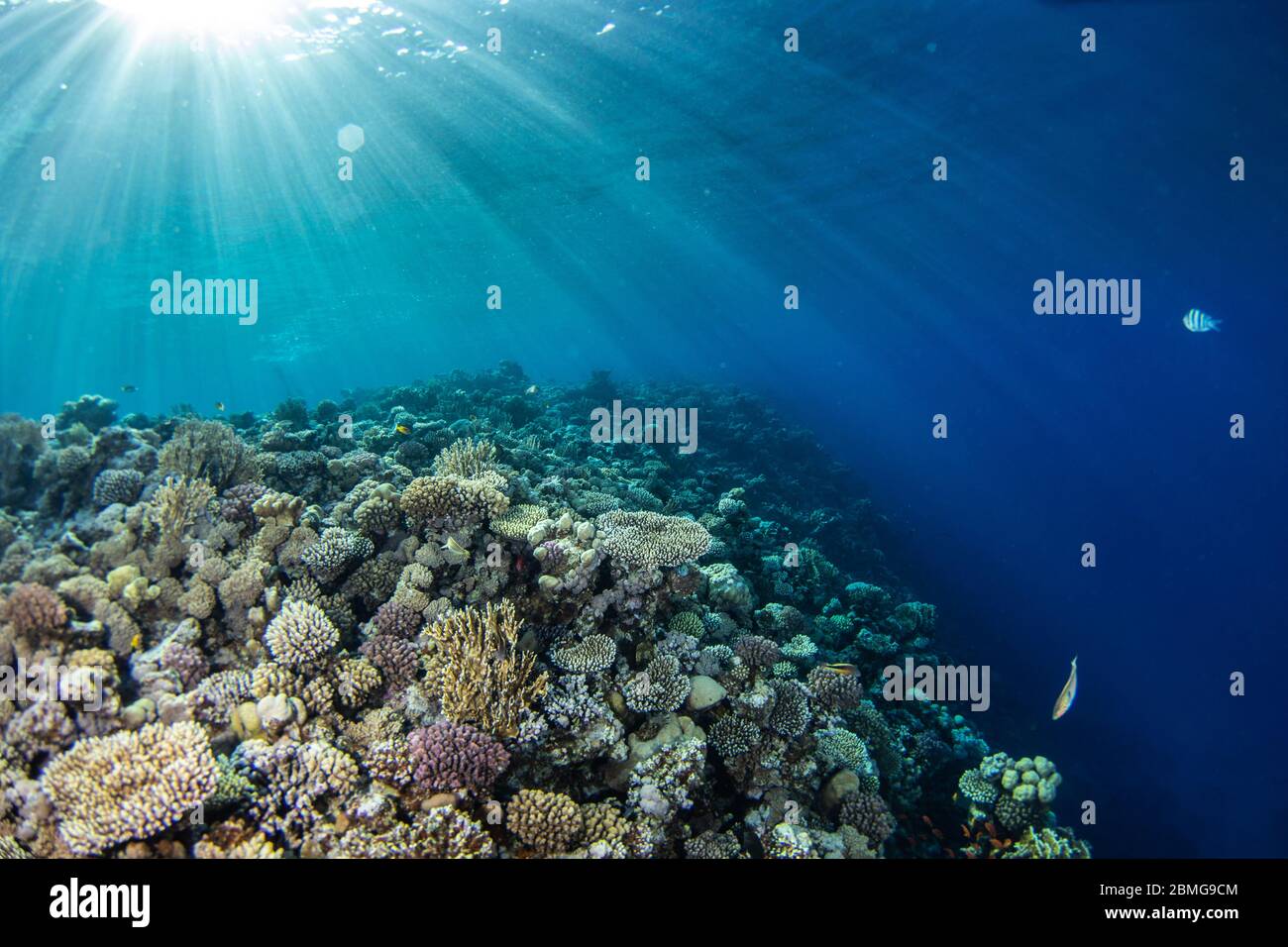 Coral reef formation in the blue water of the Red Sea Stock Photo - Alamy