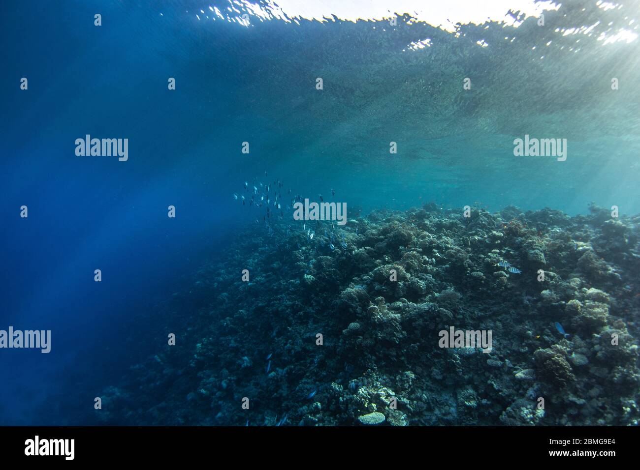 Coral reef formation in the blue water of the Red Sea Stock Photo - Alamy