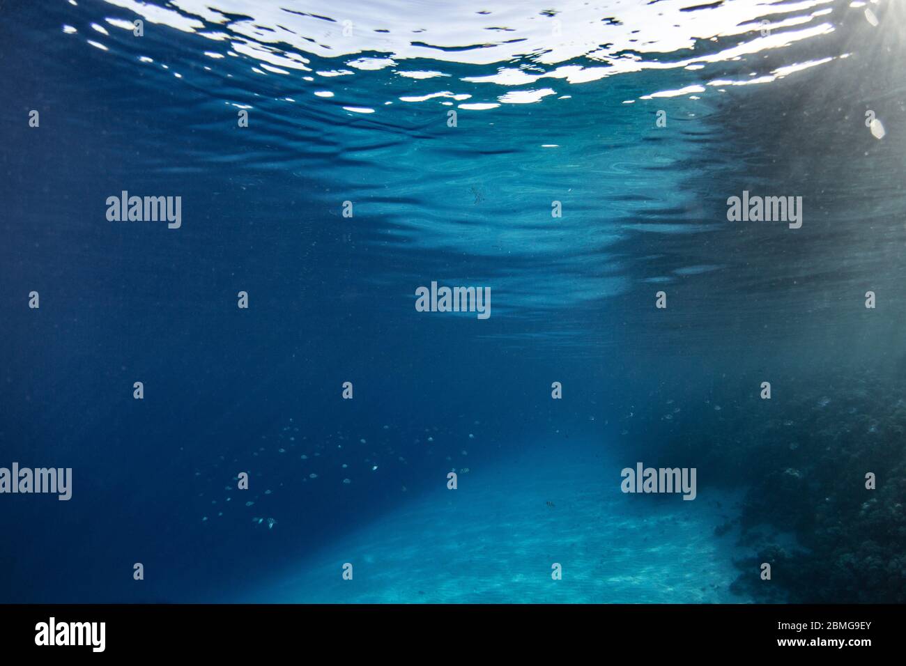 Coral reef formation on white sand in the blue water of the Red Sea ...