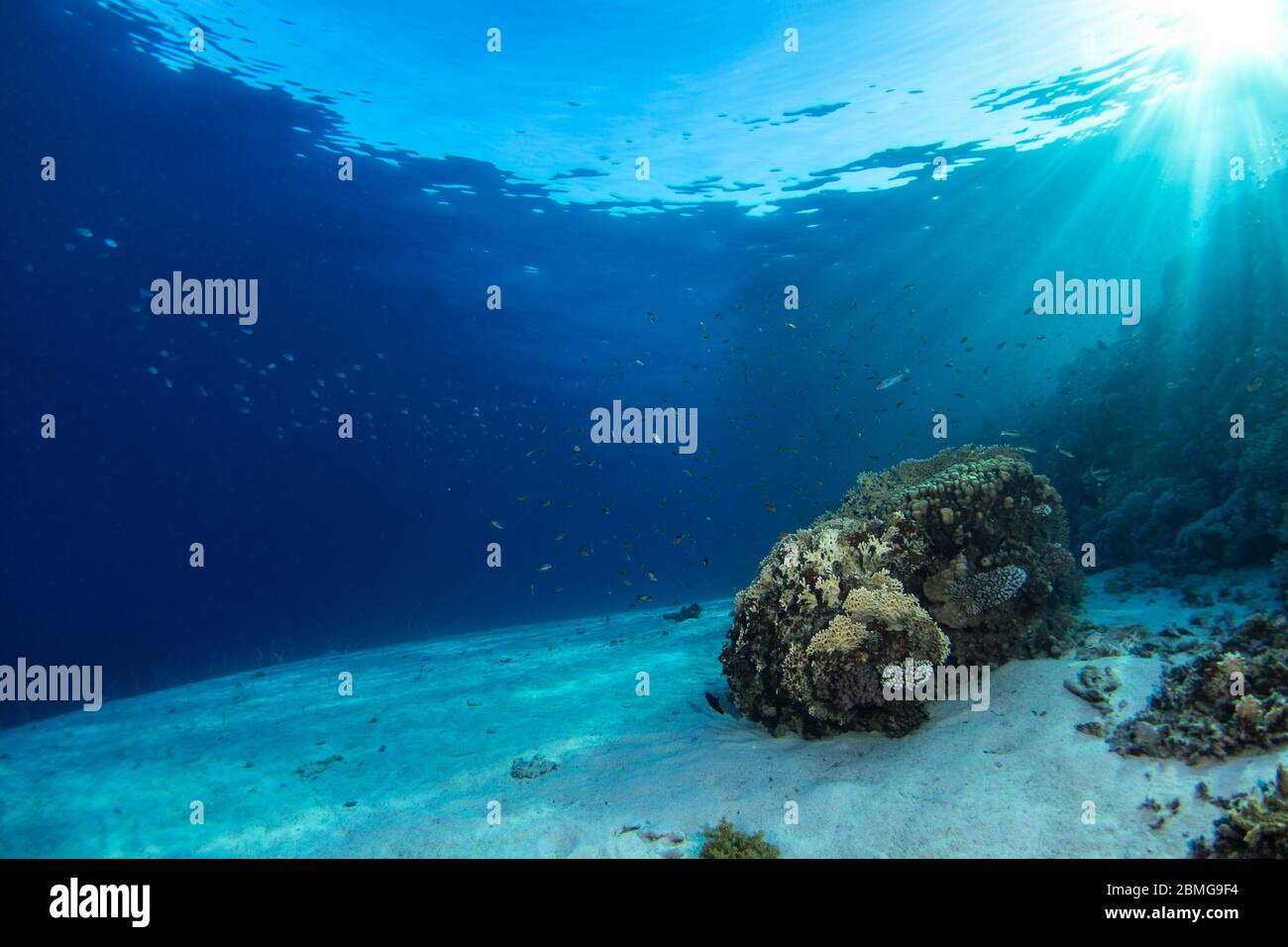 Coral reef formation on white sand in the blue water of the Red Sea ...