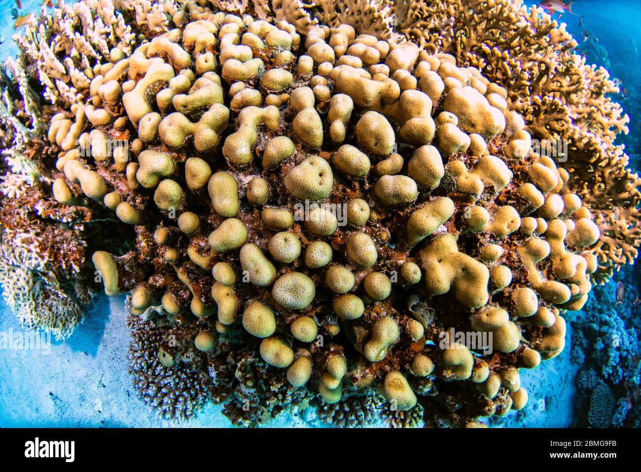 Boulder brain coral hi-res stock photography and images - Alamy