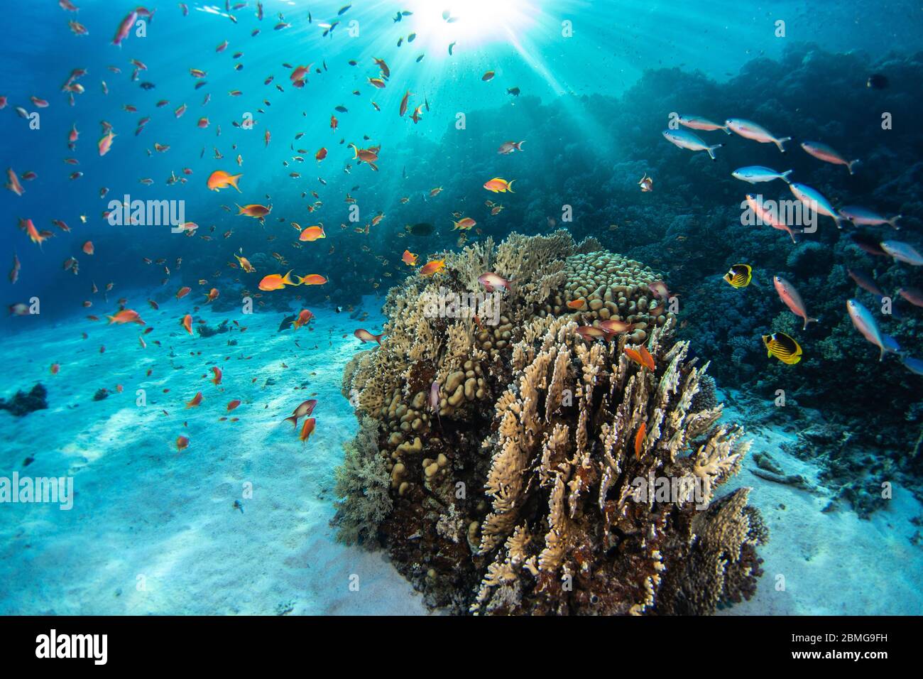 Small fish swimming along the colorful coral reef in the blue water of ...