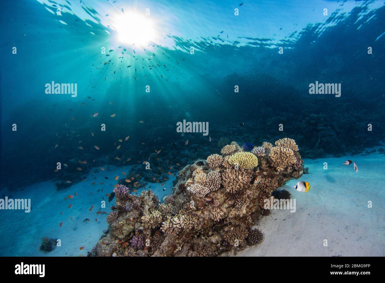 Coral reef formation in the blue water of the Red Sea Stock Photo - Alamy