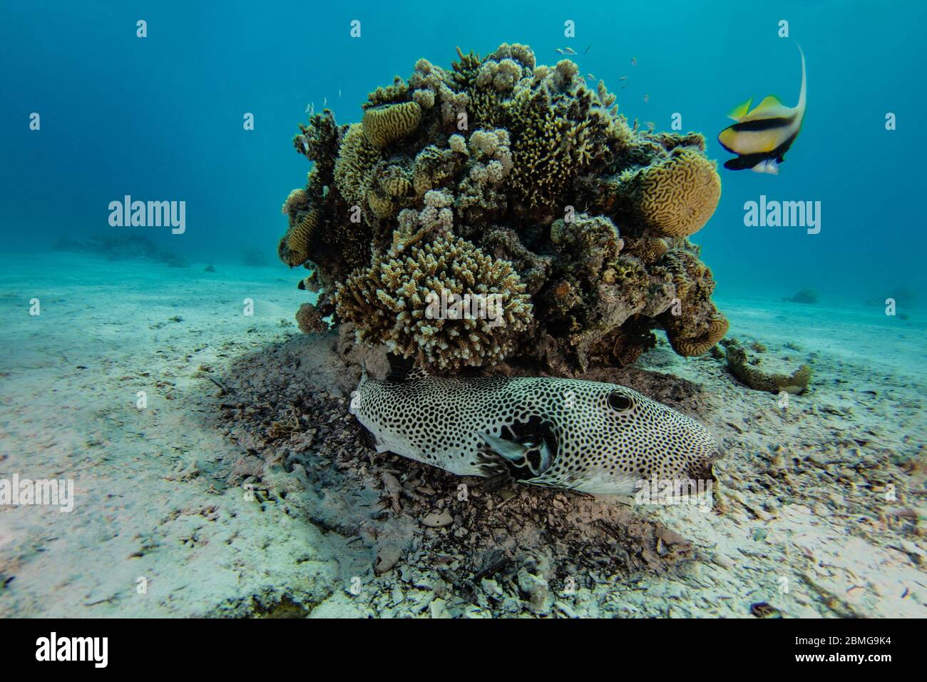 giant puffer fish hiding behind a coral in the shallow water of the Red ...