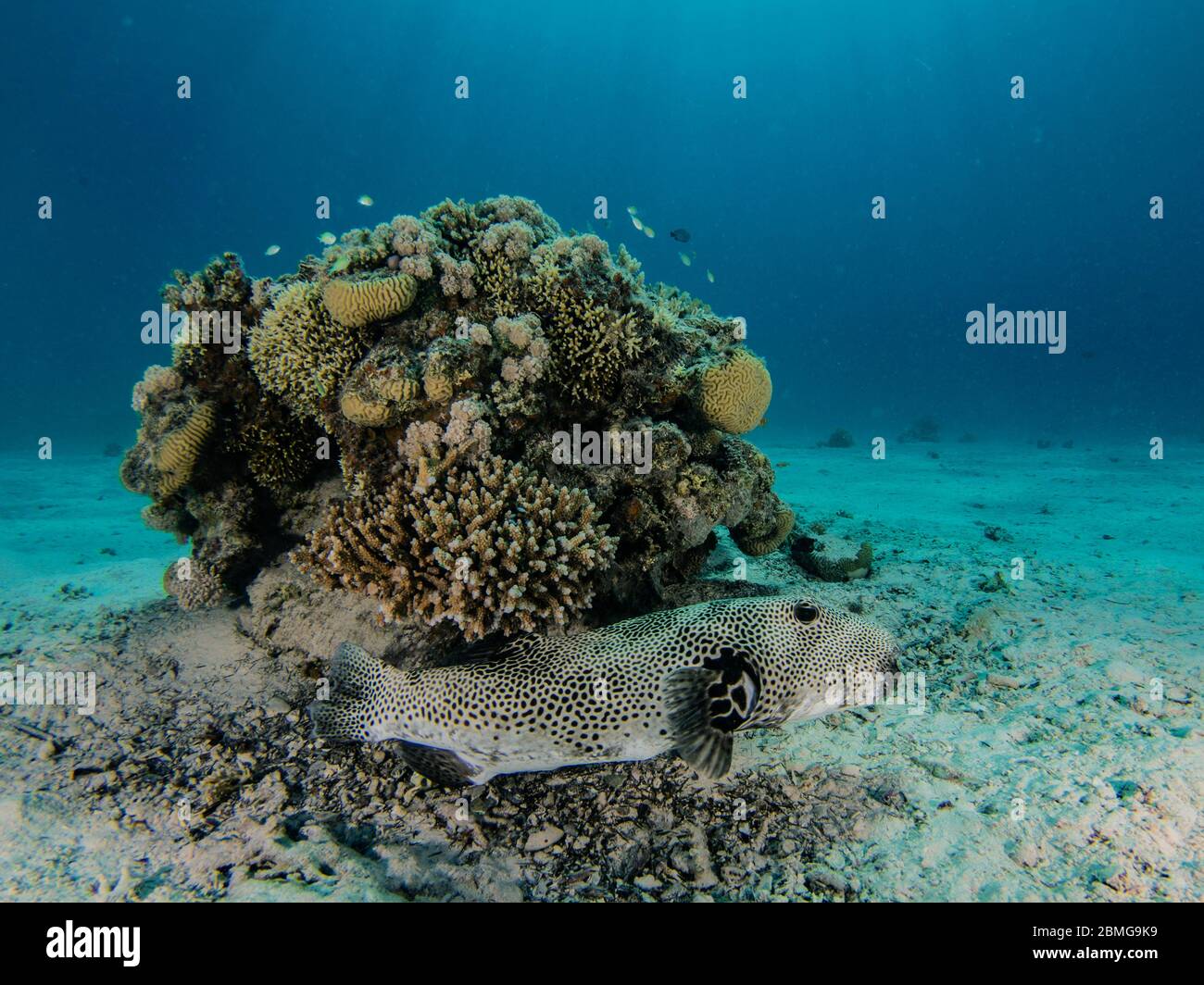giant puffer fish hiding behind a coral in the shallow water of the Red ...