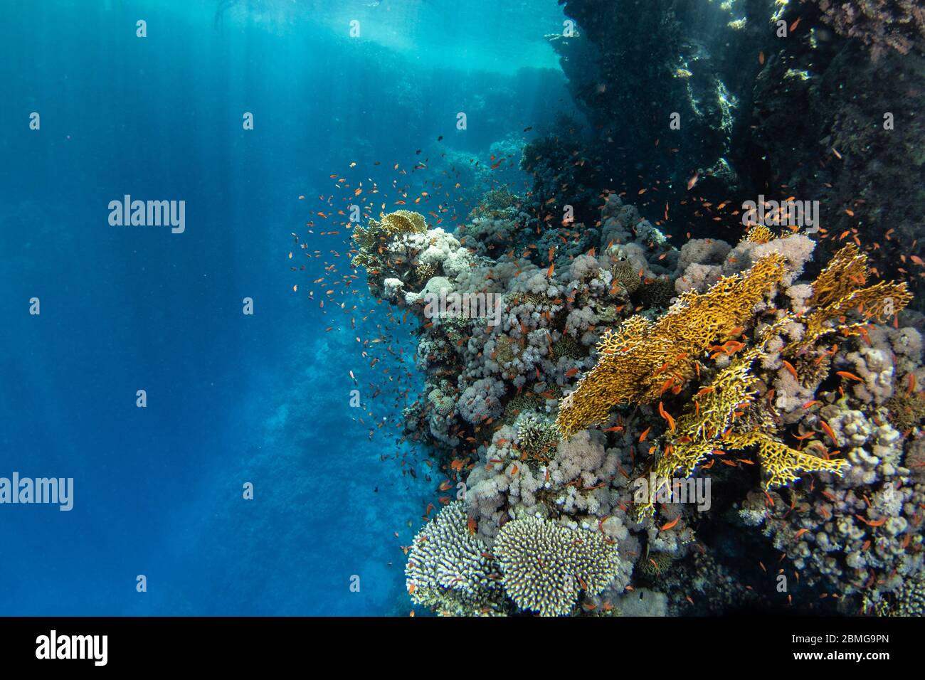 Small fish swimming along the colorful coral reef in the blue water of ...